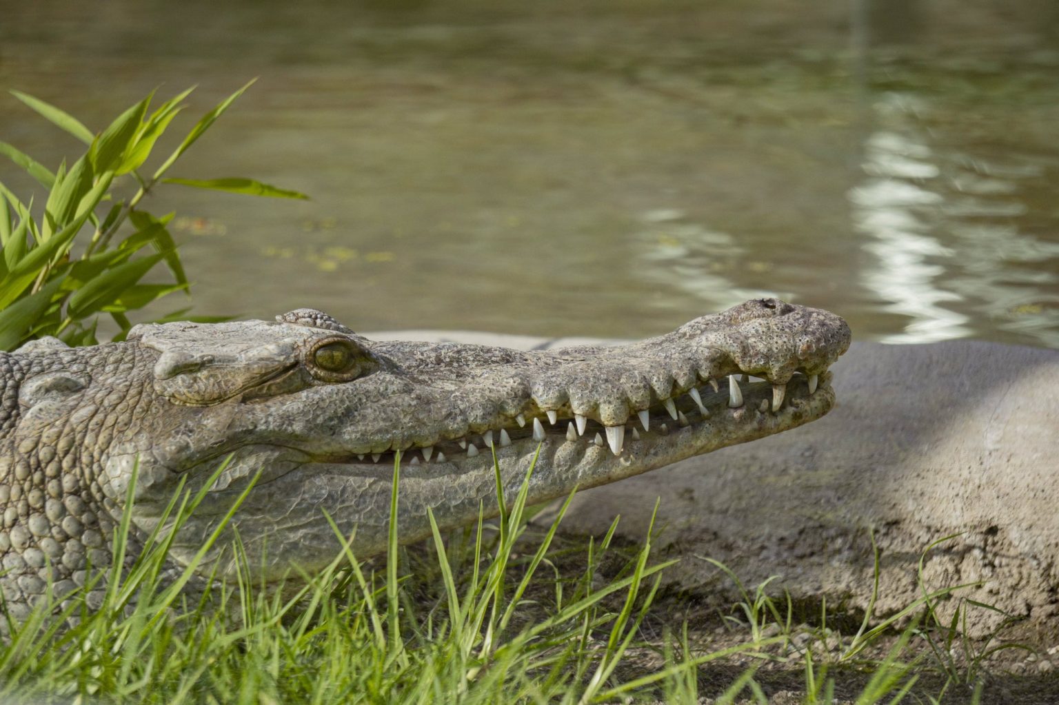 ¿Cocodrilos en Quito?: Zoológico busca dar a conocer más de la especie
