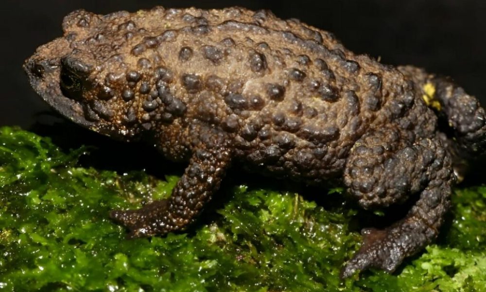 Descubren nueva especie de sapo en Ecuador